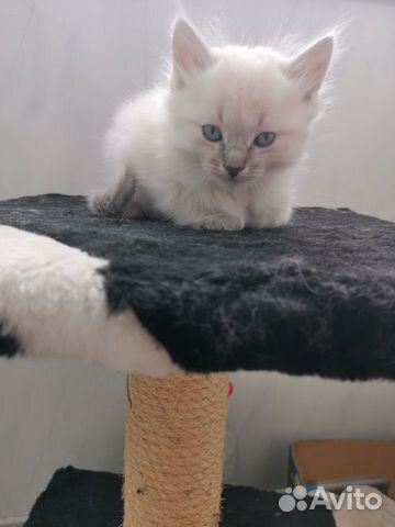 Котята