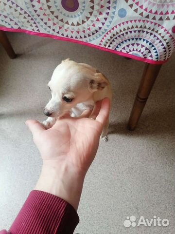 Мини той-терьер