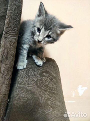 Котёнок. Вроде девочка