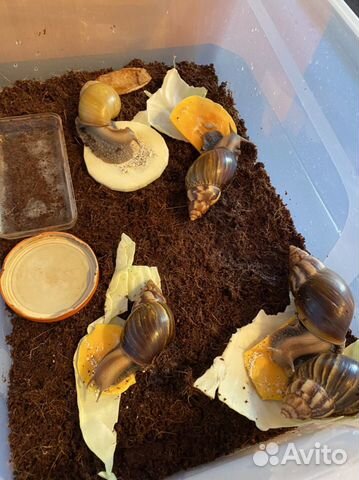 Улитка Ахатин