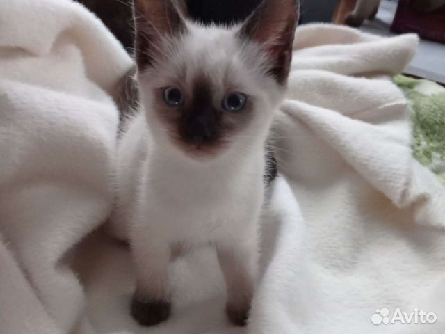 Кошка Невская маскарадная 5 т торг уместен 1,5меся