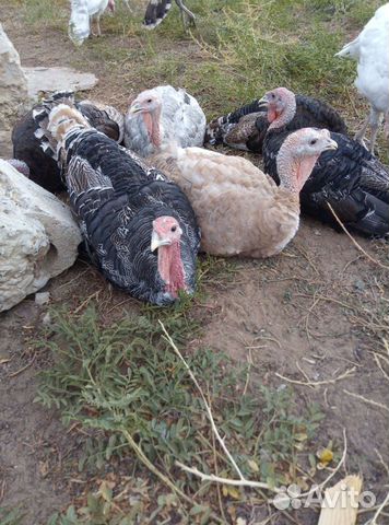 Индюки индюшки