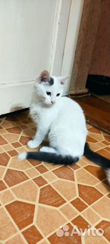Нежные игривые Котики для уюта и счастья дома