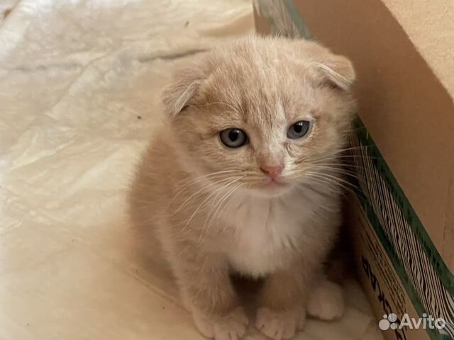 Вислоухие котята в добрые руки
