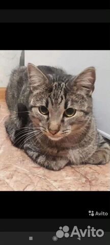 Кошка в дар