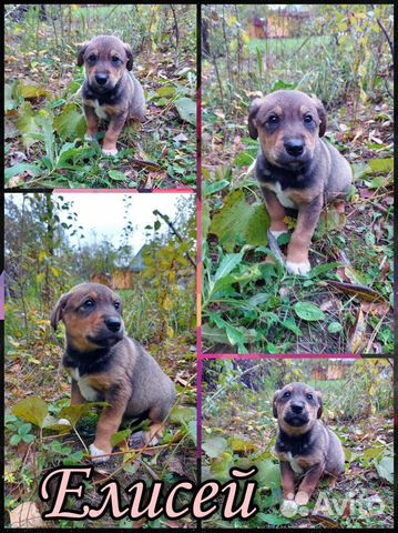 Щенок метис гончей Елисей ищет любящего хозяина