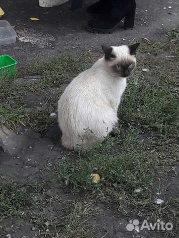 Котята сиамские и британские