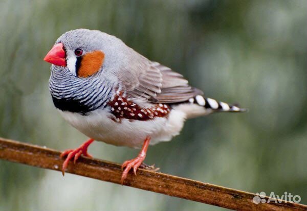 Отдам даром бесплатно птицу
