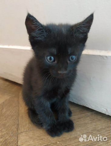 Котенок в хорошие руки, возраст 7 недель