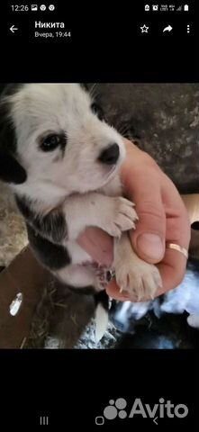 Щенки бигль