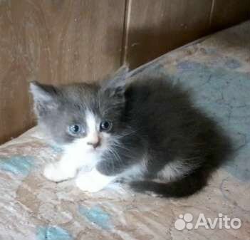Котенок девочка полтора месяца