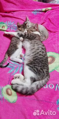 Кошки бесплатно