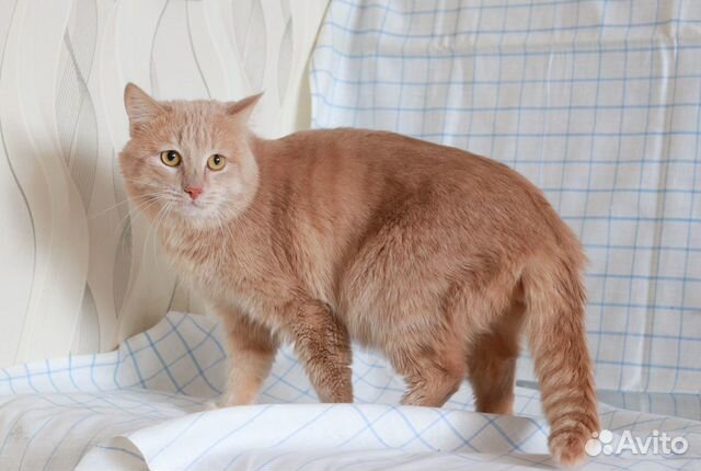 Ласковый воспитанный кот