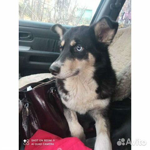 Собака метис хаски сука 2 года