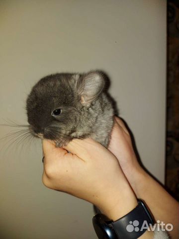 Шиншилла