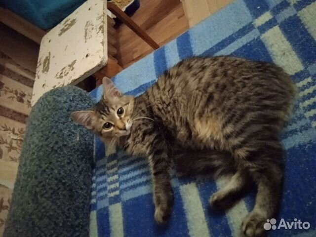 Котенок девочка тигра
