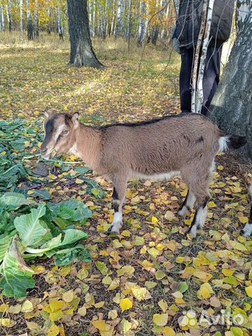 Продам козочек