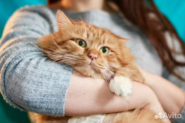 Рыжий пушистый котик Лёва ищет хозяина