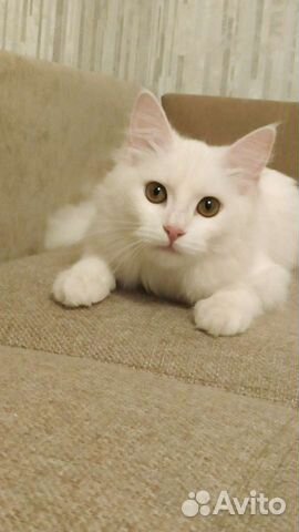 Турецкая ангора