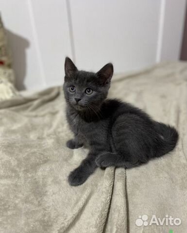 Милая дымка