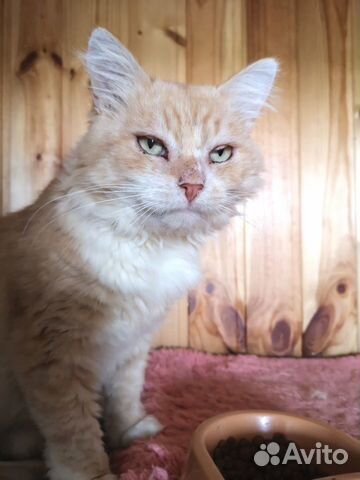 Рыжик ищет семью (г. Москва, Московская область)