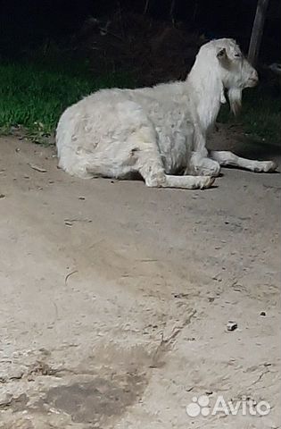 Продаю молочную козу