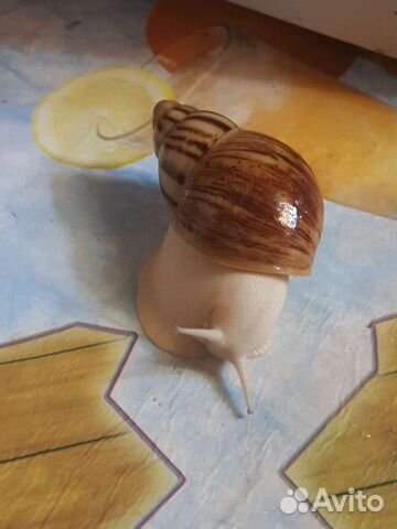 Улитки Архахатины