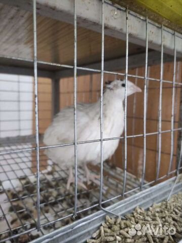 Перепела продажа