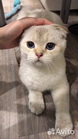 Шотландсий вислоухий котенок