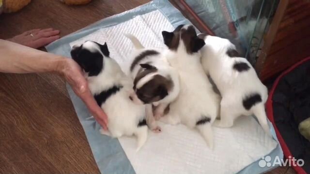 Щенки папийона