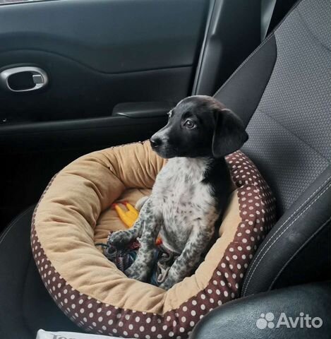 Домашние животные щенки