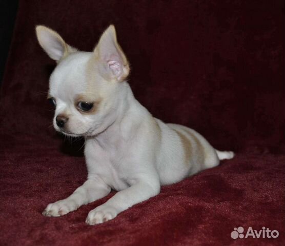 Чихуахуа кобель