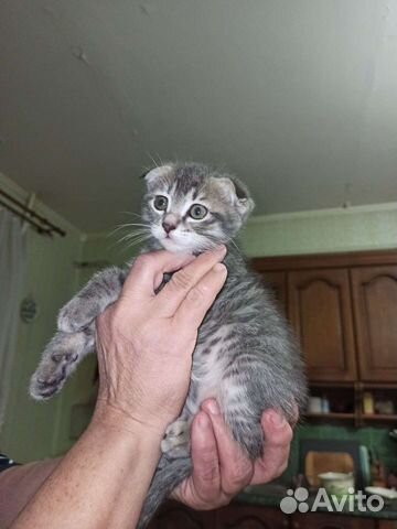 Вислоухая кошка
