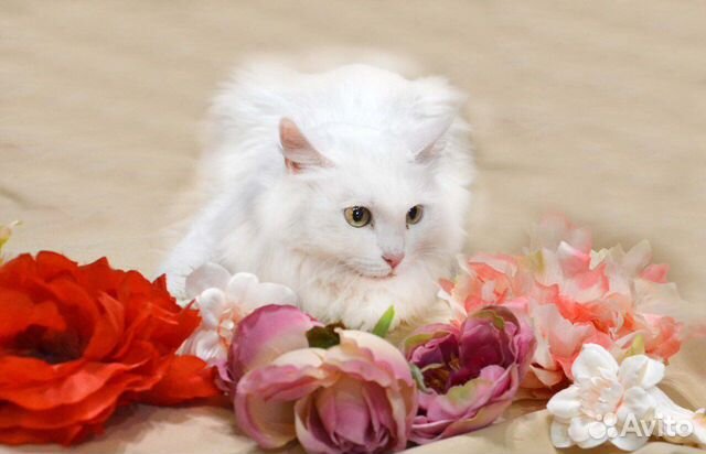 Ищем дом кошечке