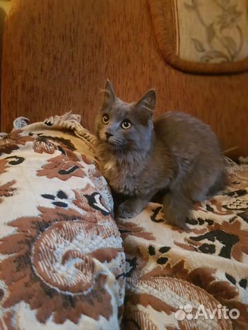 Кошечка 7 месяцев Масяня