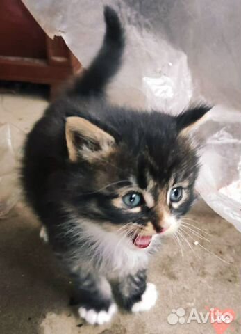 Котёнок девочка пушистая замерзает