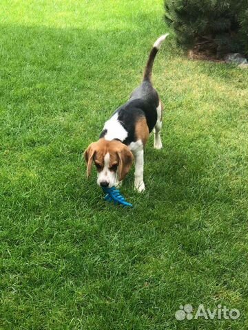 Бигль вязка