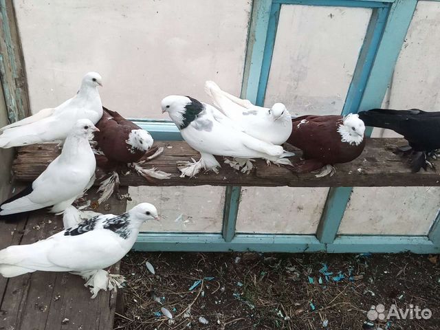 Голуби обмен