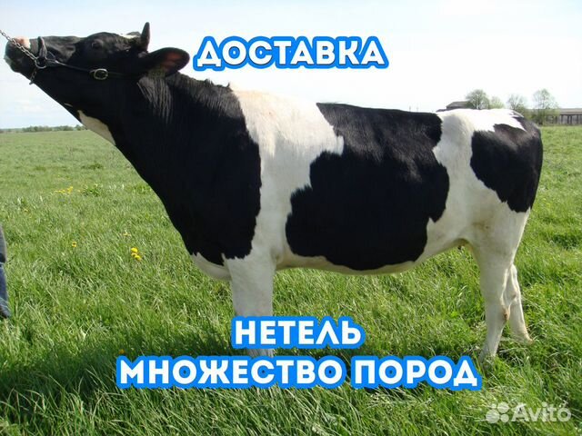 Нетель, гранты. Голштин, айршир, швиц, симментал