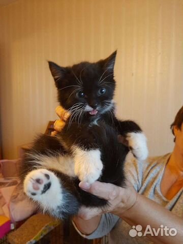 Котенок Борюсик