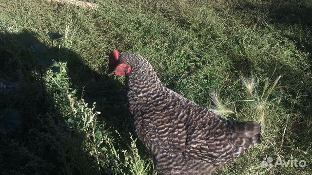 Куры несушки 10-11 месяцев
