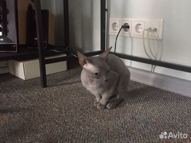 Вязка кошки сфинкс