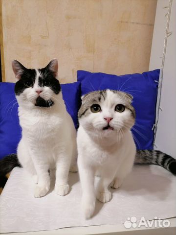 Шотландские котята