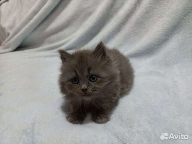 Котёнок, девочка