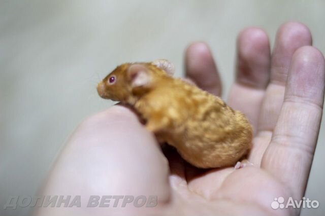 Мышки кудрявые сатиновые