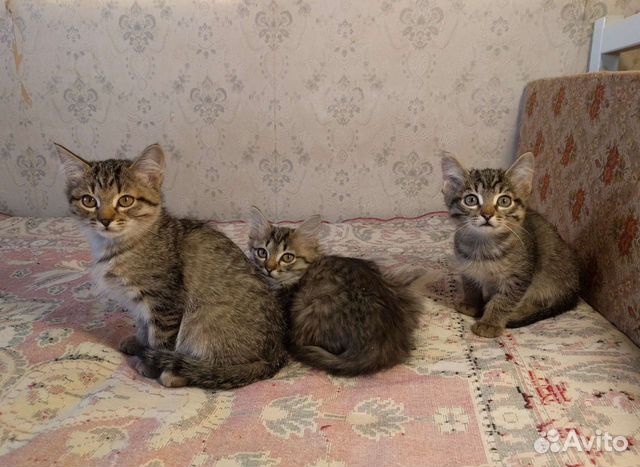 Котик полосатый 2,5 месяца