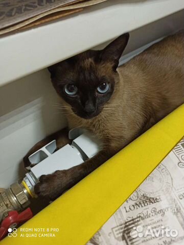 Кошки в добрые руки