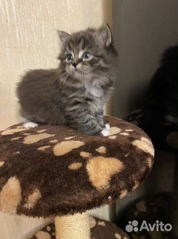 Веселые котята от британской кошки