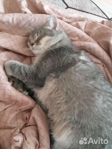 Британская кошка