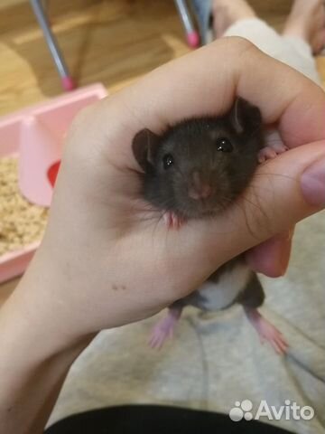 Декоративная крыса